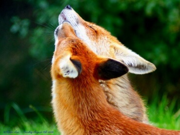 10 Fascinating Facts About Foxes (With Photos)