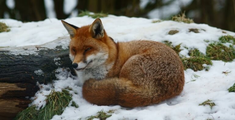 10 Fascinating Facts About Foxes (With Photos)