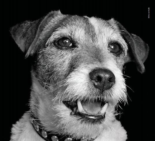Uggie