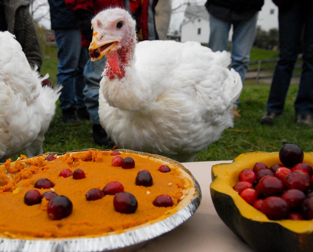 15 Tweetable Facts About Turkeys