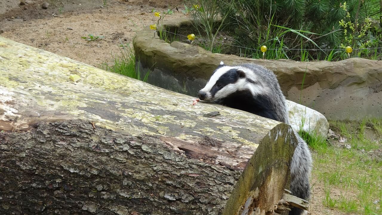 The Secret Life of Badgers – Photos and Facts