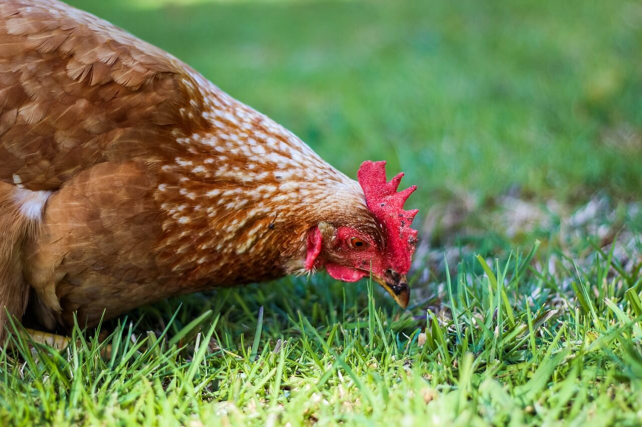21 Surprising Facts About Chickens