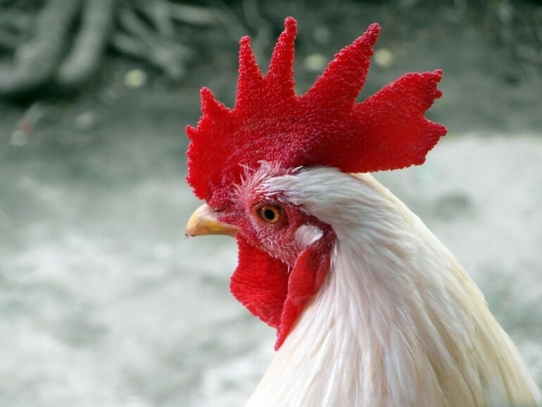 21 Surprising Facts About Chickens