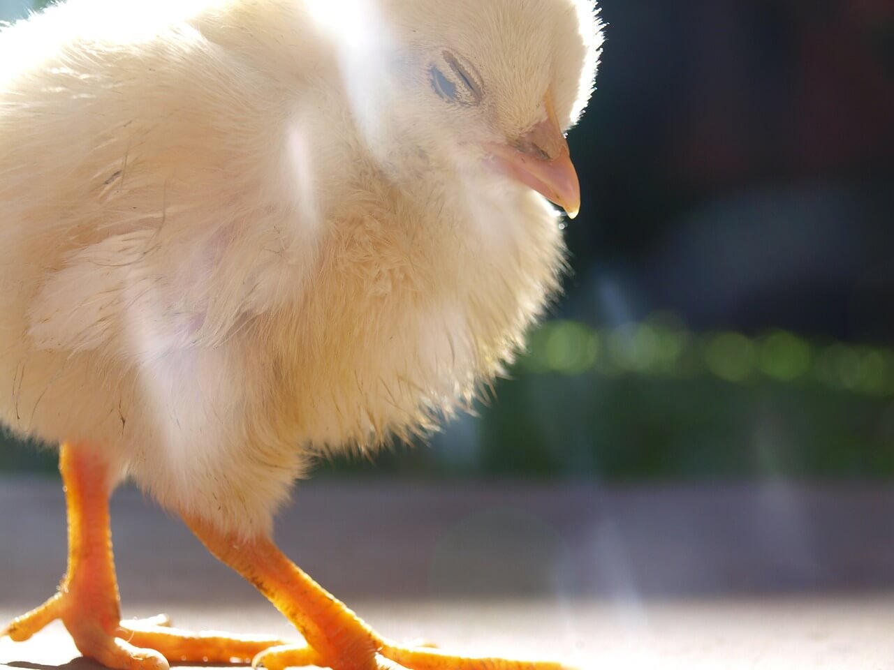 21 Surprising Facts About Chickens