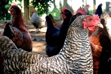 21 Surprising Facts About Chickens