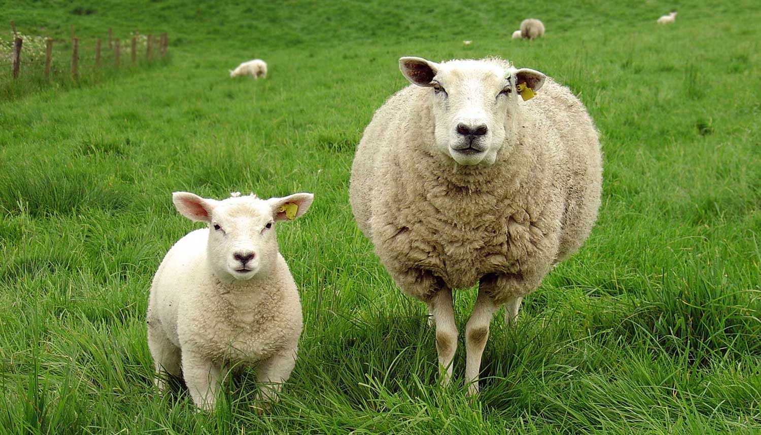 Paul O'Grady to Lord Mayor: Please Don't Herd Sheep Across London Bridge