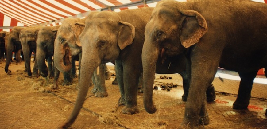 Circuses | Animals Are Not Ours to Use for Entertainment | PETA UK