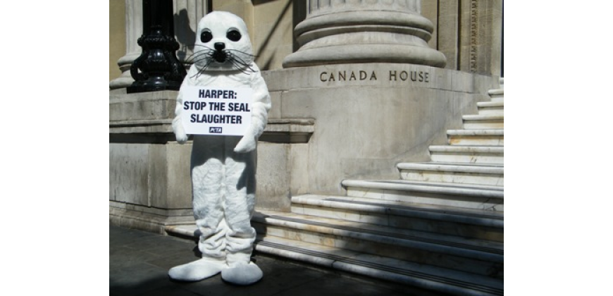 Giant 'Seal' Wants to Speak With Canadian PM Stephen Harper Giant 'Seal' Wants to Speak With Canadian PM Stephen Harper