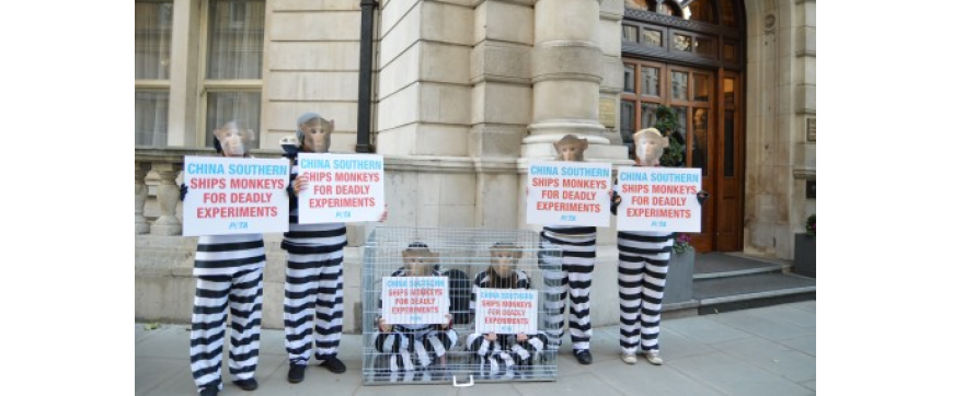 Caged 'Monkeys' Protest Against Primate Trafficking