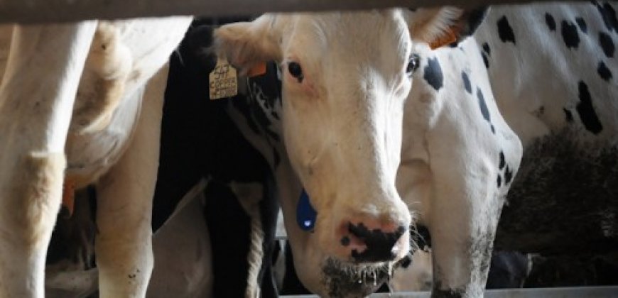 Cows Are the Ones Suffering in the So-Called Dairy 'Crisis'