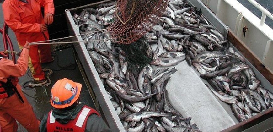 Speak Out for ALL Ocean Inhabitants on World Oceans Day