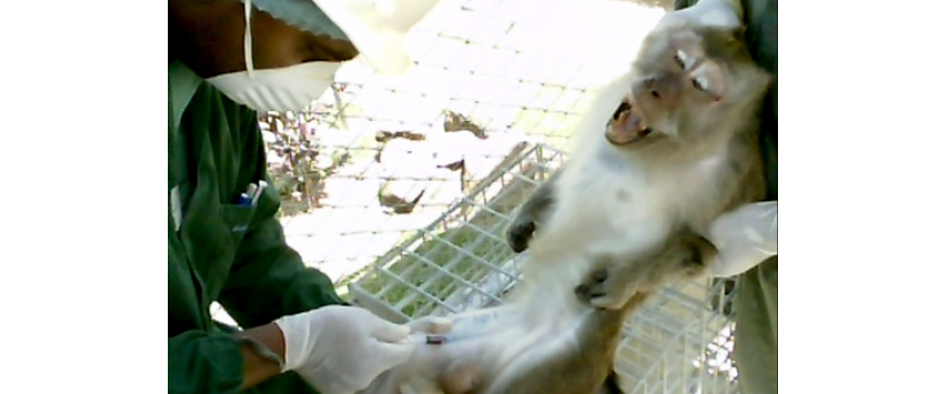 Stop Air France From Shipping Monkeys to Their Deaths!