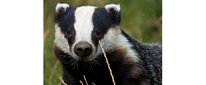 The Secret Life of Badgers – Photos and Facts