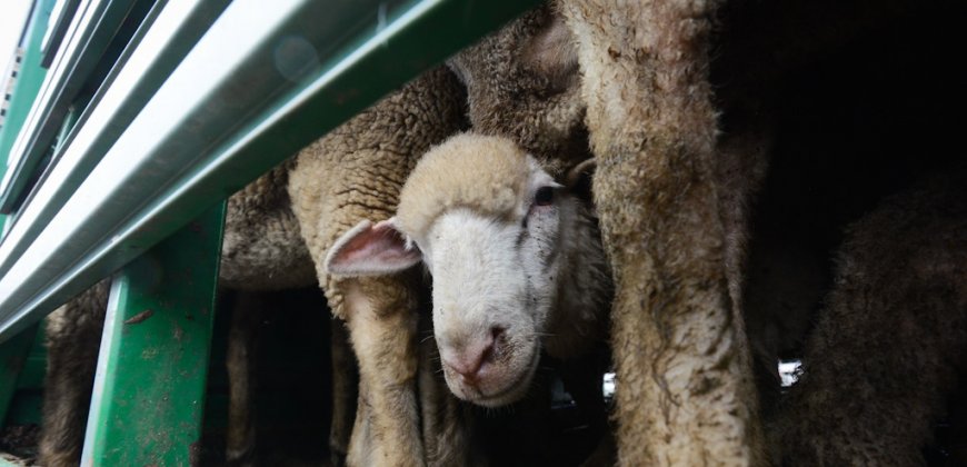 6 Christmas 'Gifts' You Should Never, Ever Give - PETA UK 6 Christmas 'Gifts' You Should Never, Ever Give - PETA UK