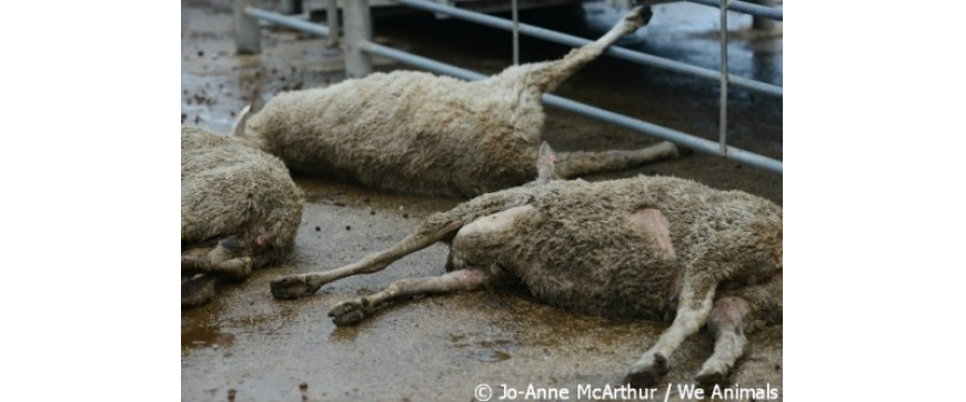 Hard Facts About a Woolly Industry