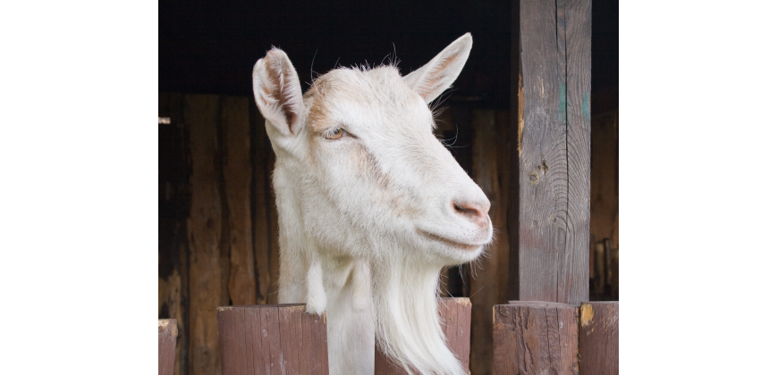 County Kerry, End the Capture and Display of Wild Goats at Puck Fair