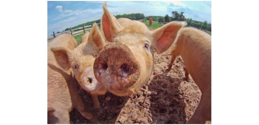 Ministry of Justice Opposes Pig 'Prison'