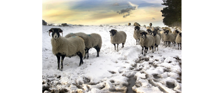 A F-ewe Surprising Facts About Sheep