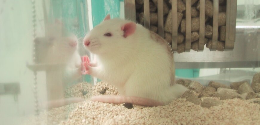 Report Backed by 150 Thought Leaders Finds Animal Experiments Morally ...