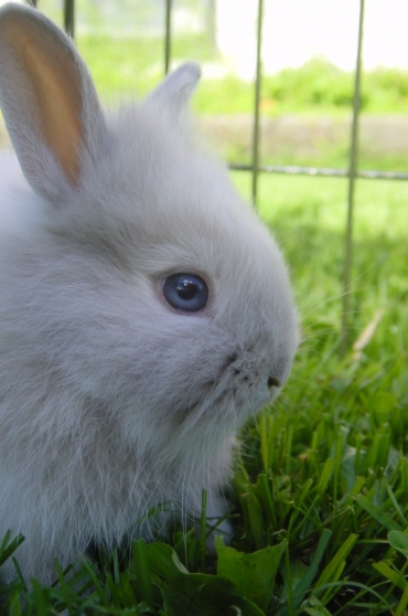 Radio Presenter Who Killed a Baby Rabbit Live on Air Should Face Justice