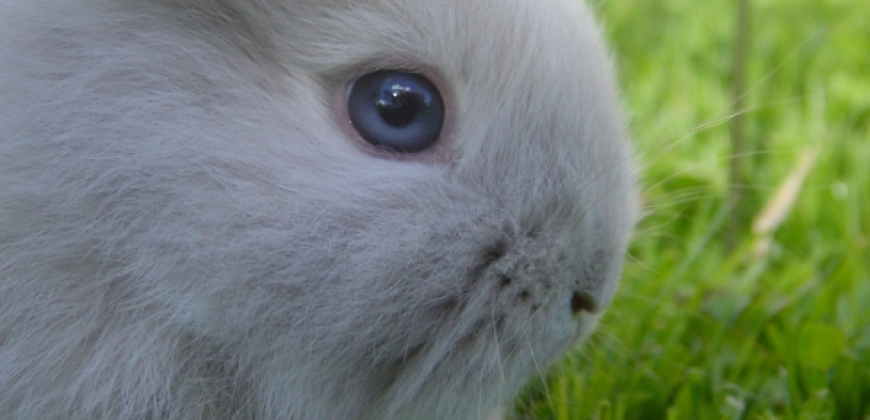 Radio Presenter Who Killed a Baby Rabbit Live on Air Should Face Justice