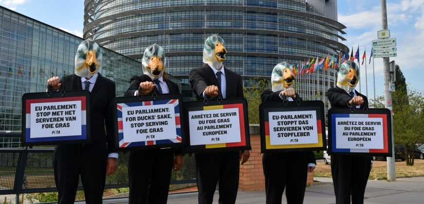 Flock of PETA 'Ducks' Heads to Strasbourg Parliament With an Important ...