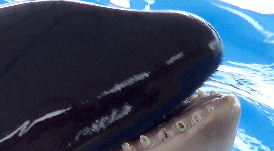 Photos From Loro Parque: This Is What Captivity Does to Orcas