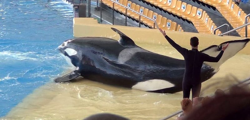 Photos From Loro Parque: This Is What Captivity Does to Orcas