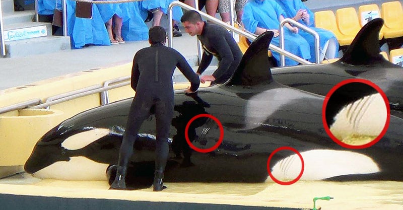 Photos From Loro Parque: This Is What Captivity Does to Orcas