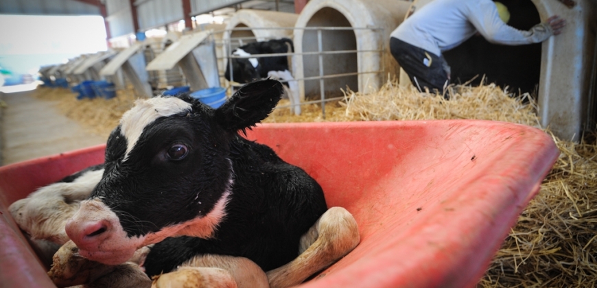 If You Think the Dairy Industry Is Anything but Inhumane, Read This