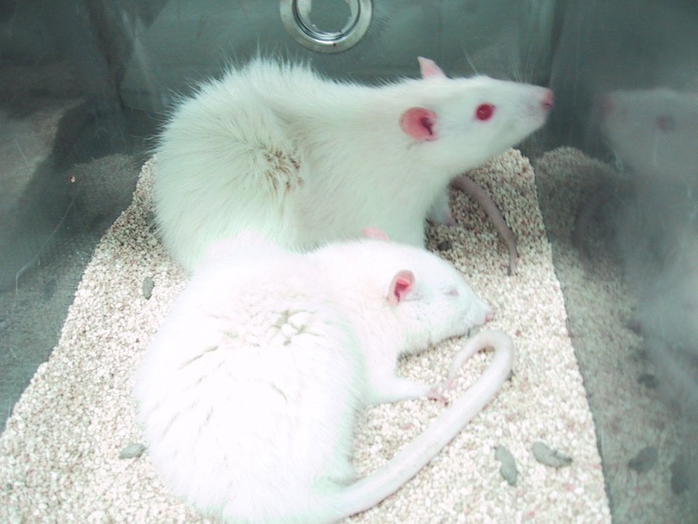 Life in an Animal Testing Laboratory: An 'Unused' Animal's Experience