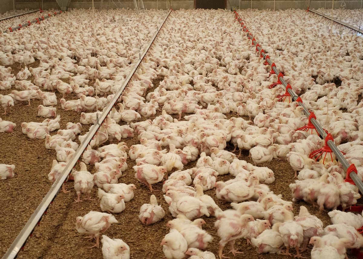 Chicken Factory Farm