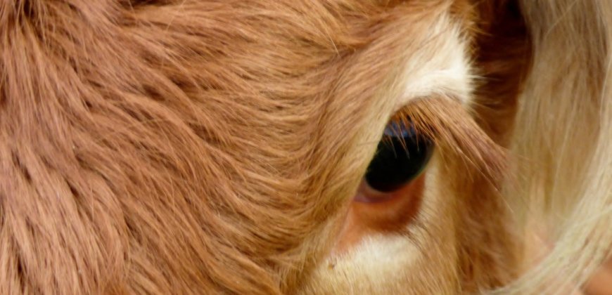 What Is Speciesism? - PETA UK