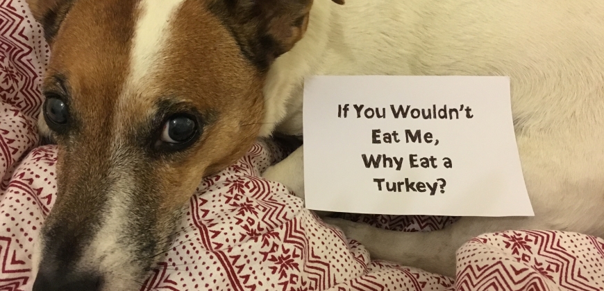 'If You Wouldn't Eat Me, Why Eat a Turkey?'
