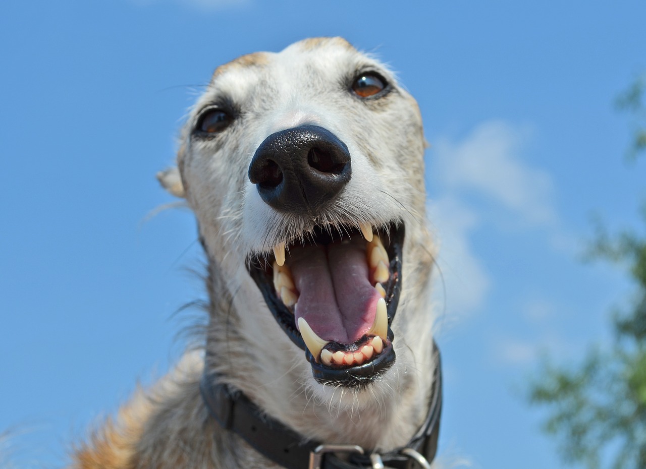 Victory for Dogs! Council Votes to Close Wimbledon Greyhound Stadium