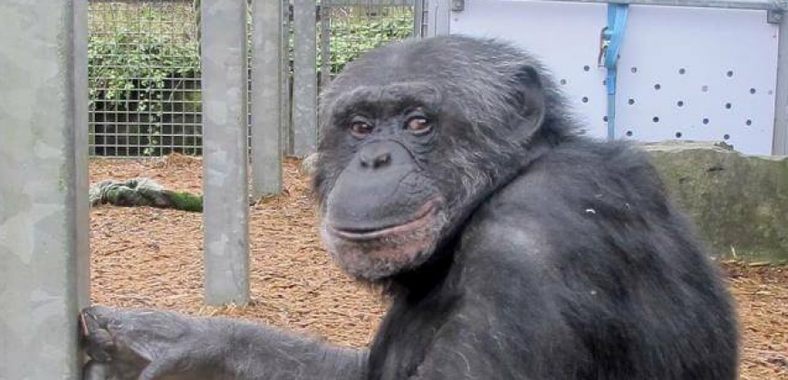 Rescued! Two Chimpanzees Swap Miserable German Zoo for Lovely Welsh ...