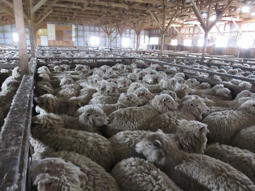 You'll Be Shocked by the Way Wool Is REALLY Produced - PETA UK