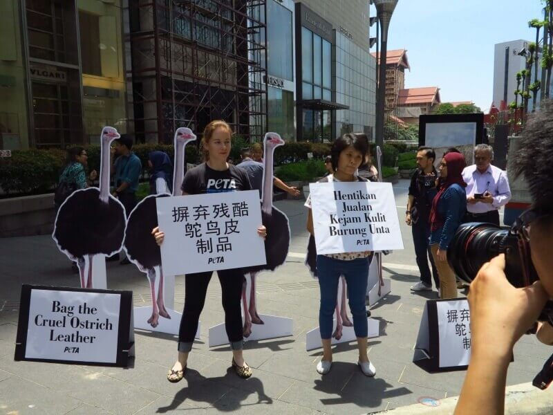 'Dead Ostrich' Protests Ruffle Feathers Around the World - PETA UK