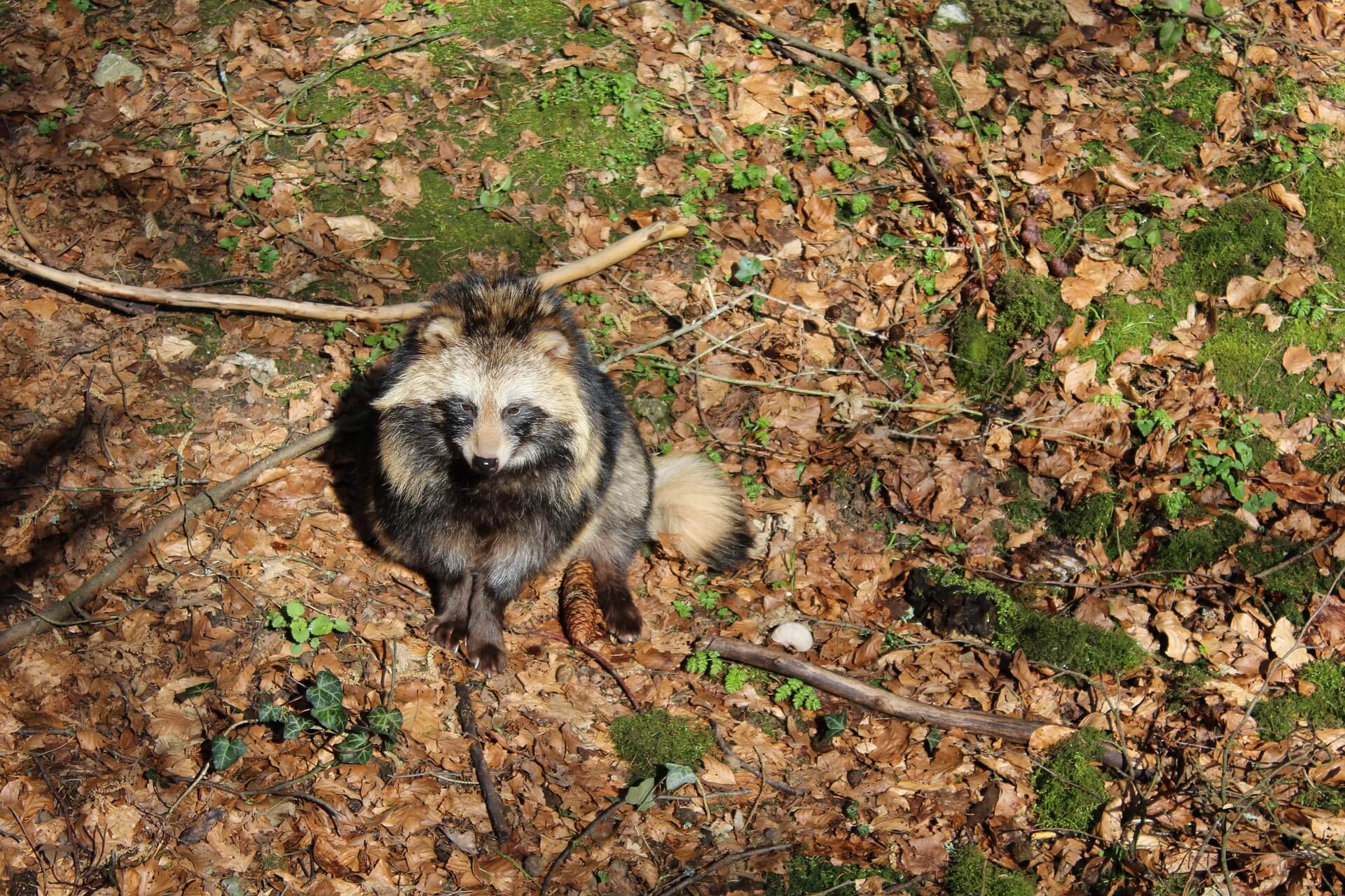13 Astounding Facts You Didn’t Know About Raccoon Dogs
