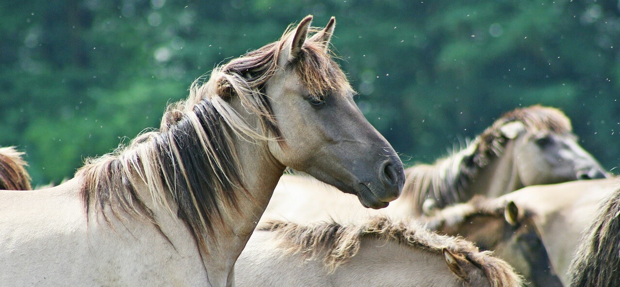 Why Pony Painting Is Not a Game