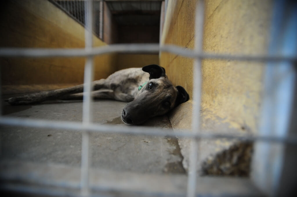 Outrage as Bullfighter Starves Greyhounds