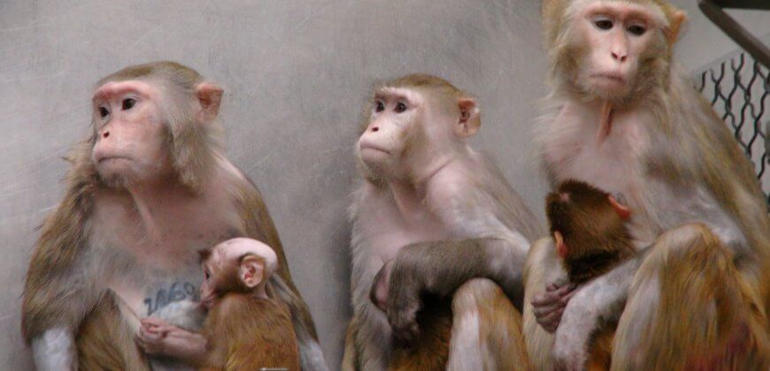 Report Reveals Increased Demand for 'First Generation' Primates in ...