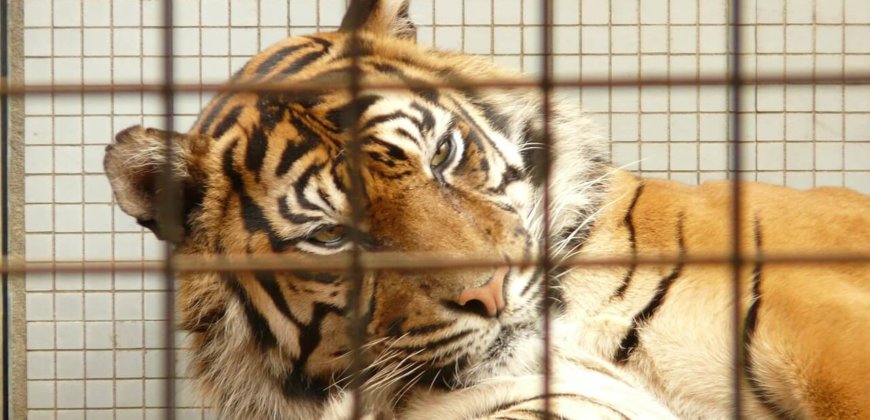 'Tiger King': What You Won't See on Netflix