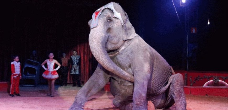 Tim Burton's 'Dumbo' Highlights Circus Cruelty