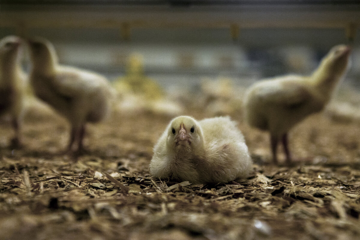 Planet of the Chickens - PETA UK