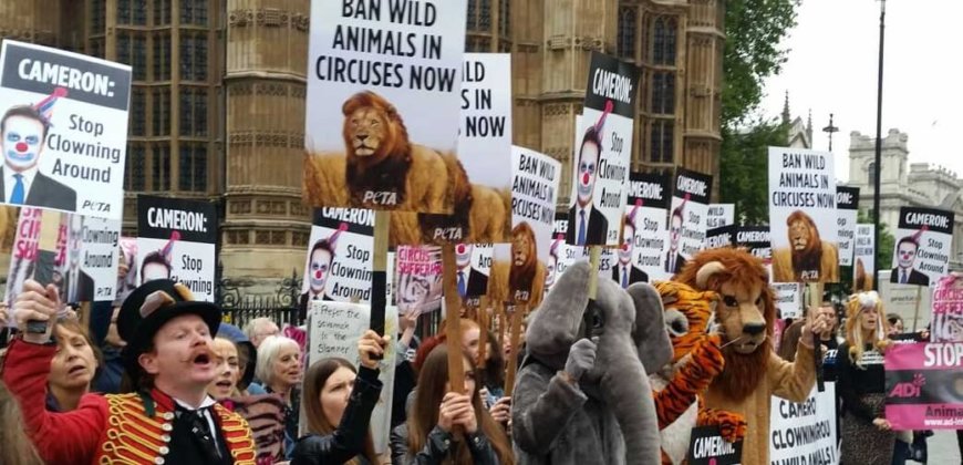 Finally! Government Introduces Bill to Ban Use of Wild Animals in ...