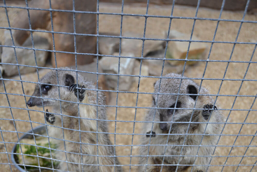 'The Primates Looked Depressed' – Visitors Slam Nottinghamshire Zoo