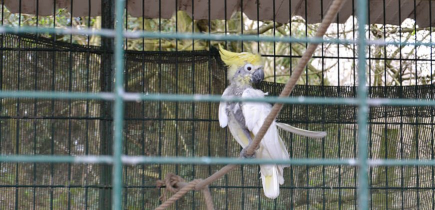 'The Primates Looked Depressed' – Visitors Slam Nottinghamshire Zoo