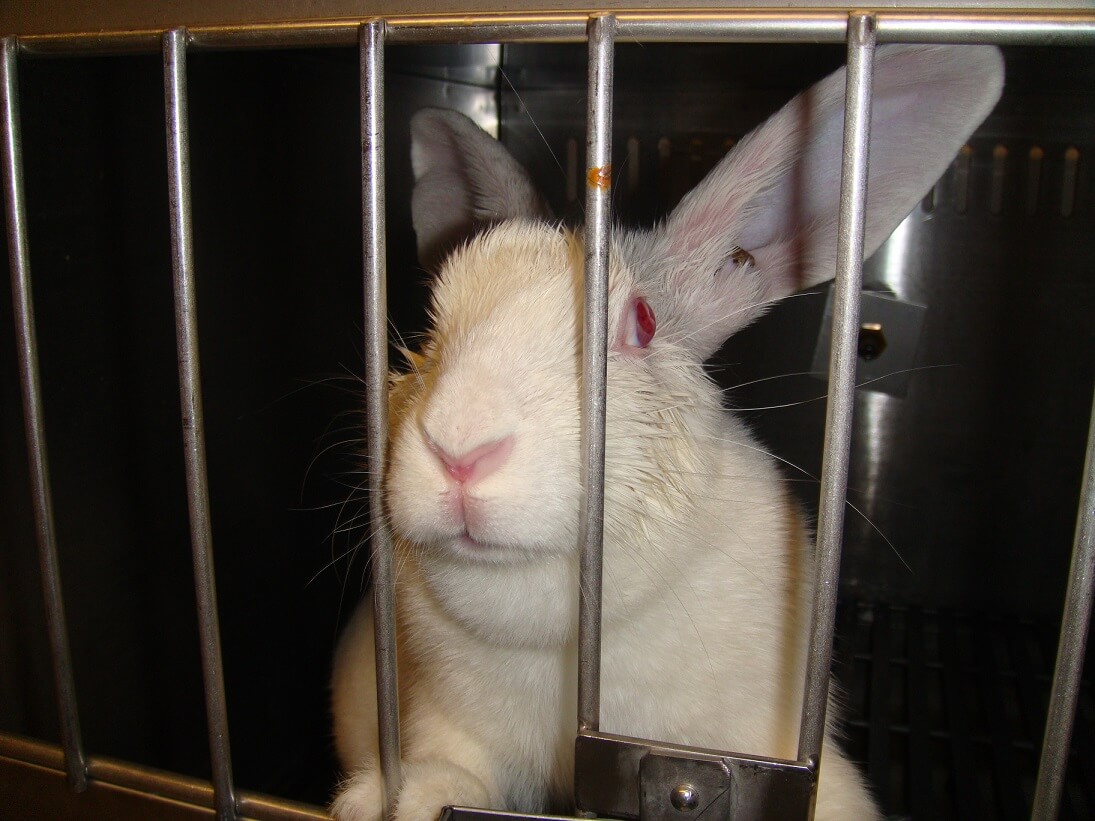 The Billion-Dollar Market for Animal-Free Testing – and Why It Makes Sense