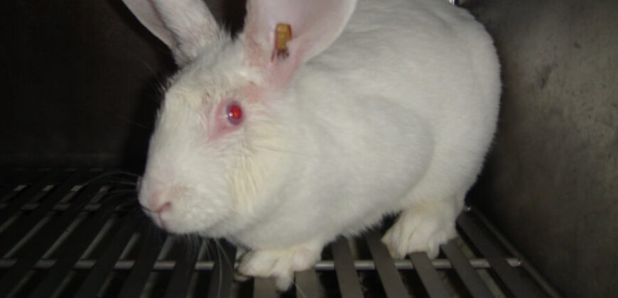 Quick Ways to Help Animals Used in Experiments - PETA UK